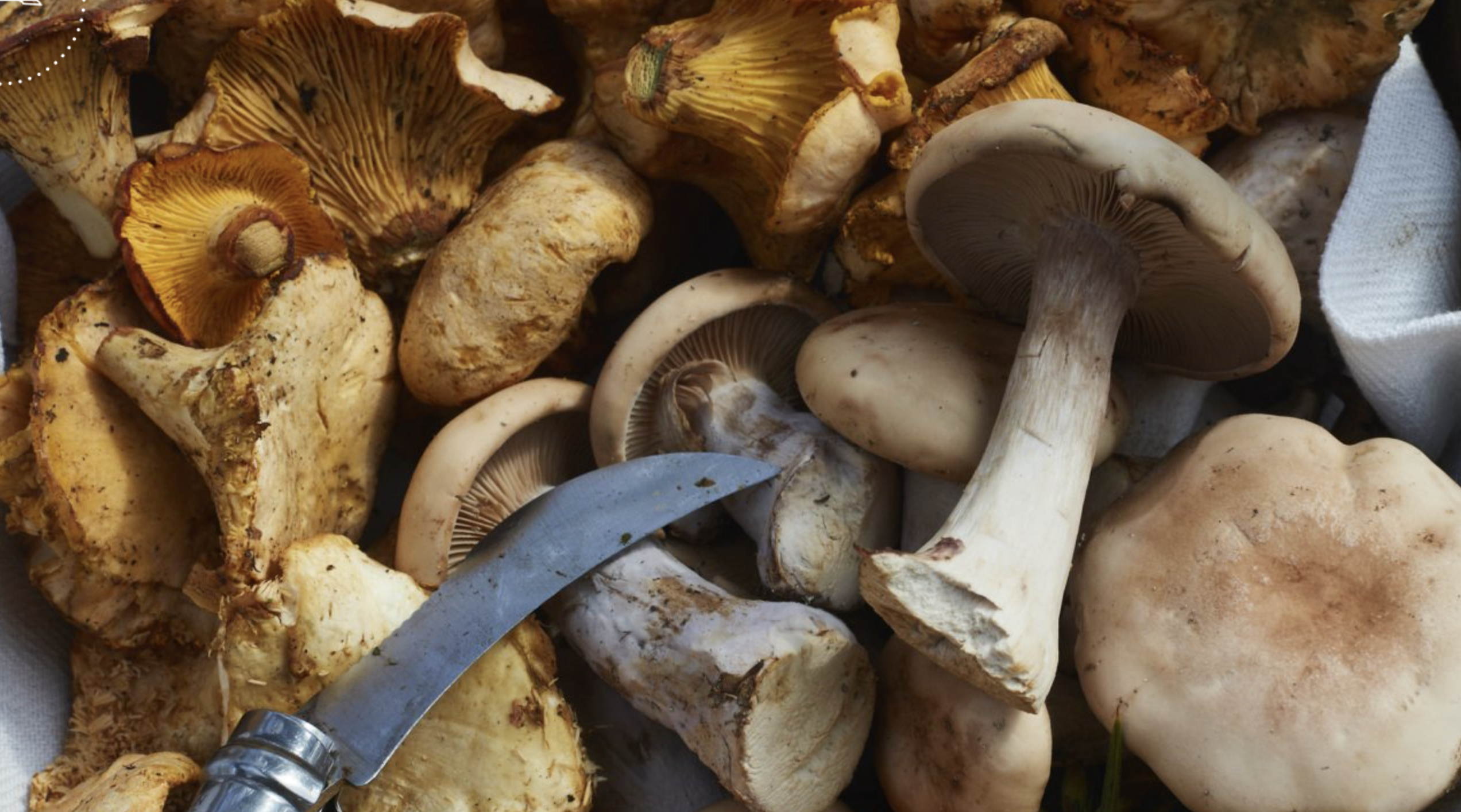 Mushrooms, truffle + game – 10th October 2026 – Hunter Gather Cook