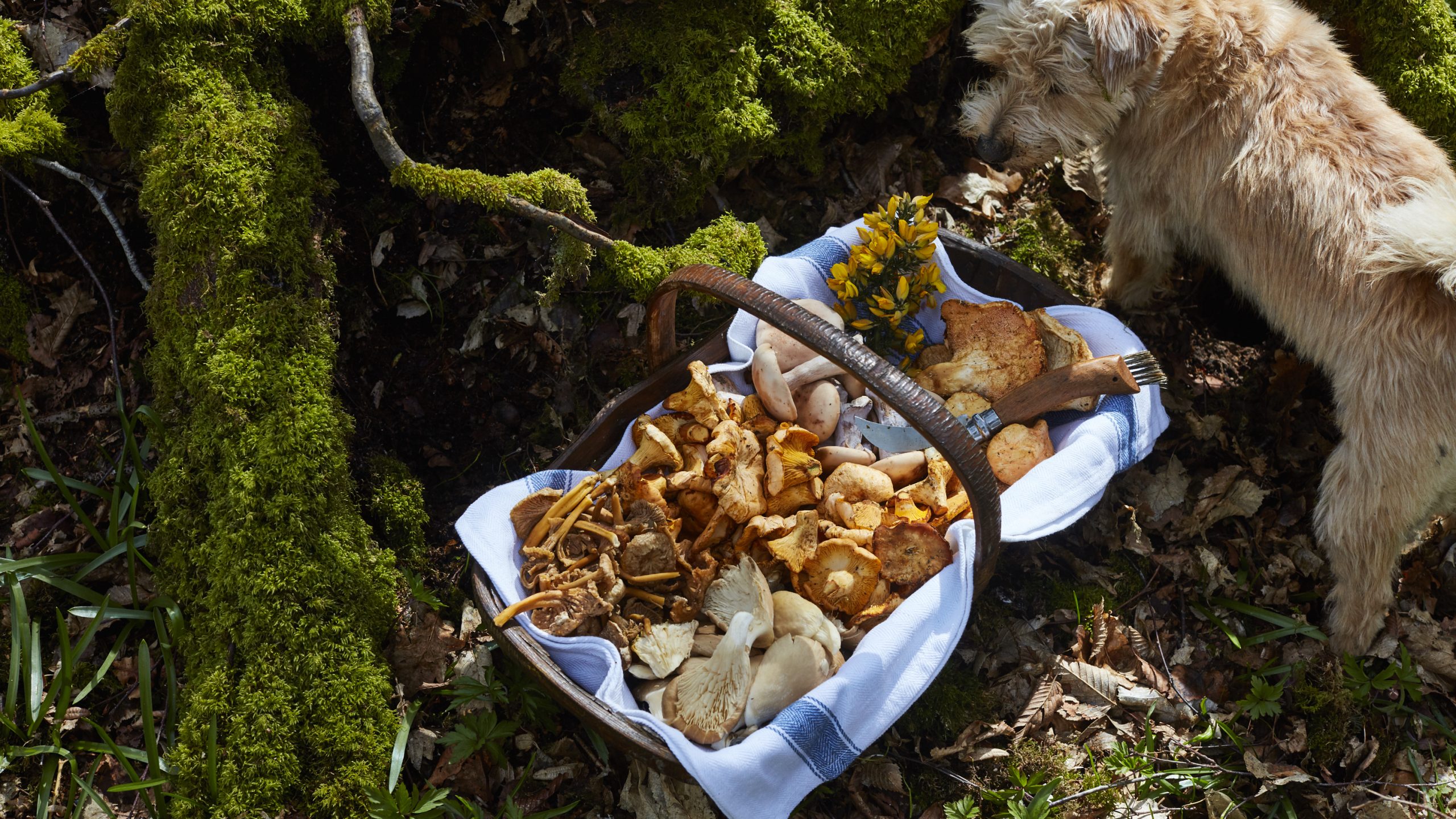 Mushrooms, truffle + game – 5th October 2024 – Hunter Gather Cook