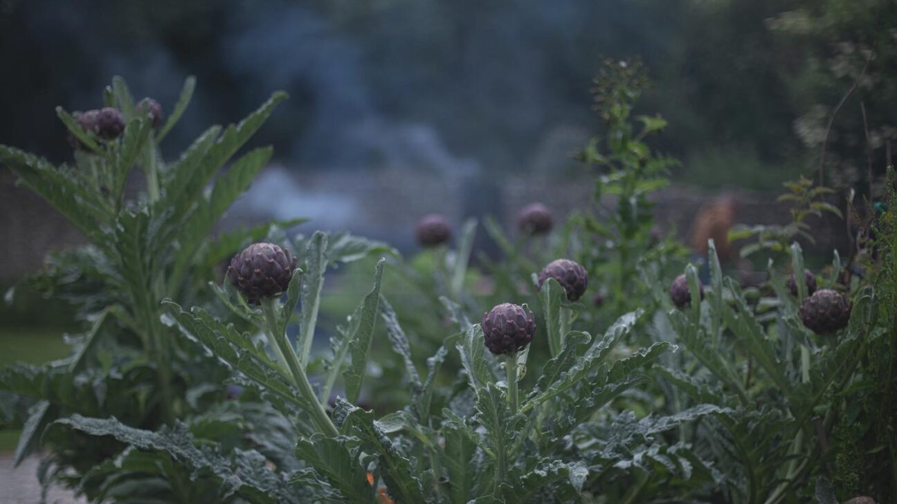 Summer Seasonal Day course – 6th June 2026 – Hunter Gather Cook
